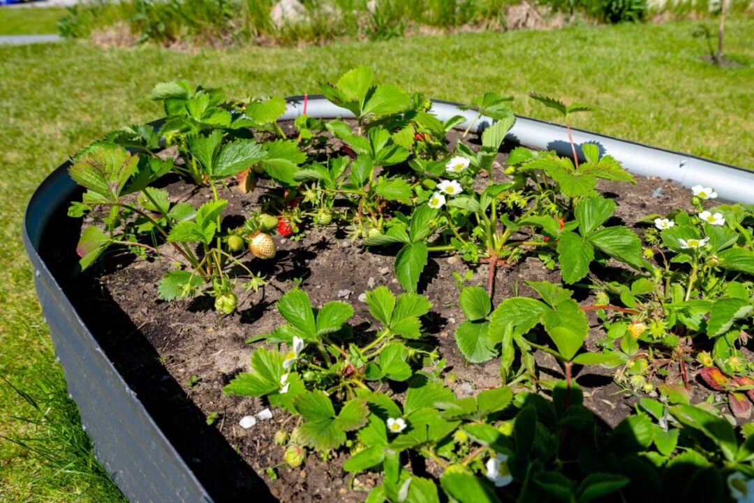 Stop Struggling to Grow Strawberries - All Your Berry Issues Solved