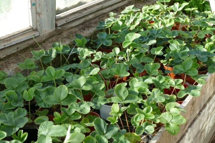 Stop Struggling to Grow Strawberries - All Your Berry Issues Solved