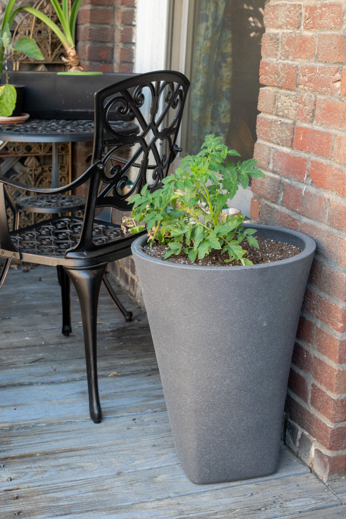 Growing Patio Tomatoes? These 3 Tips Will Ensure a Huge Harvest