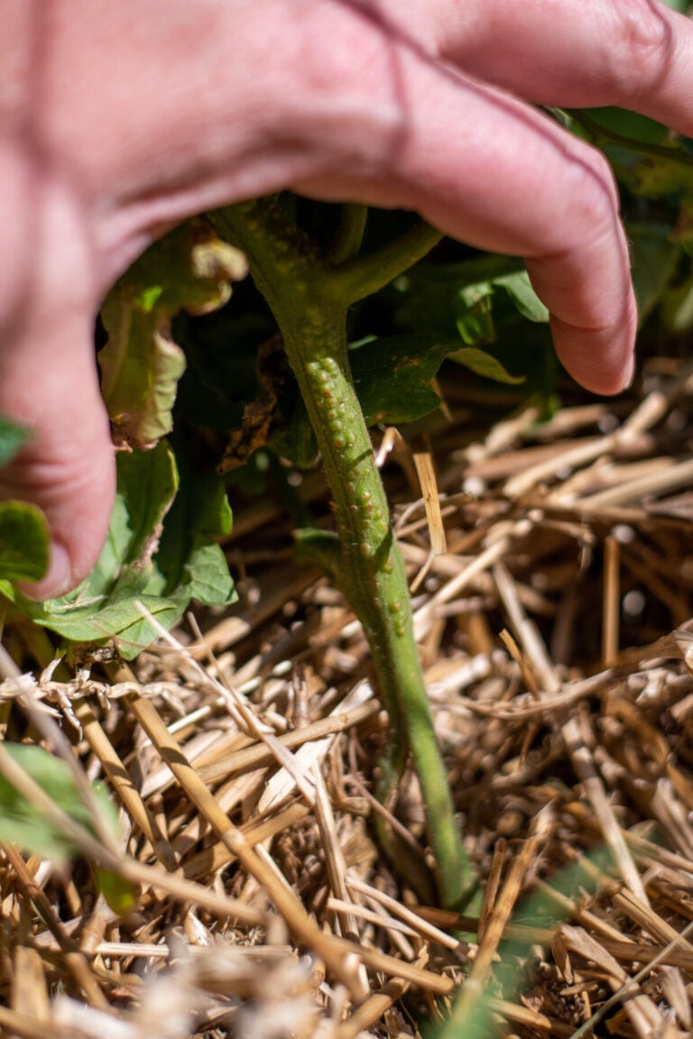 What Are Those Weird Bumps on My Tomato Stems?