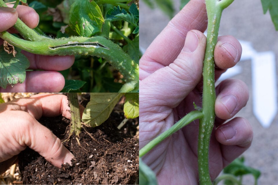 What Are Those Weird Bumps on My Tomato Stems?
