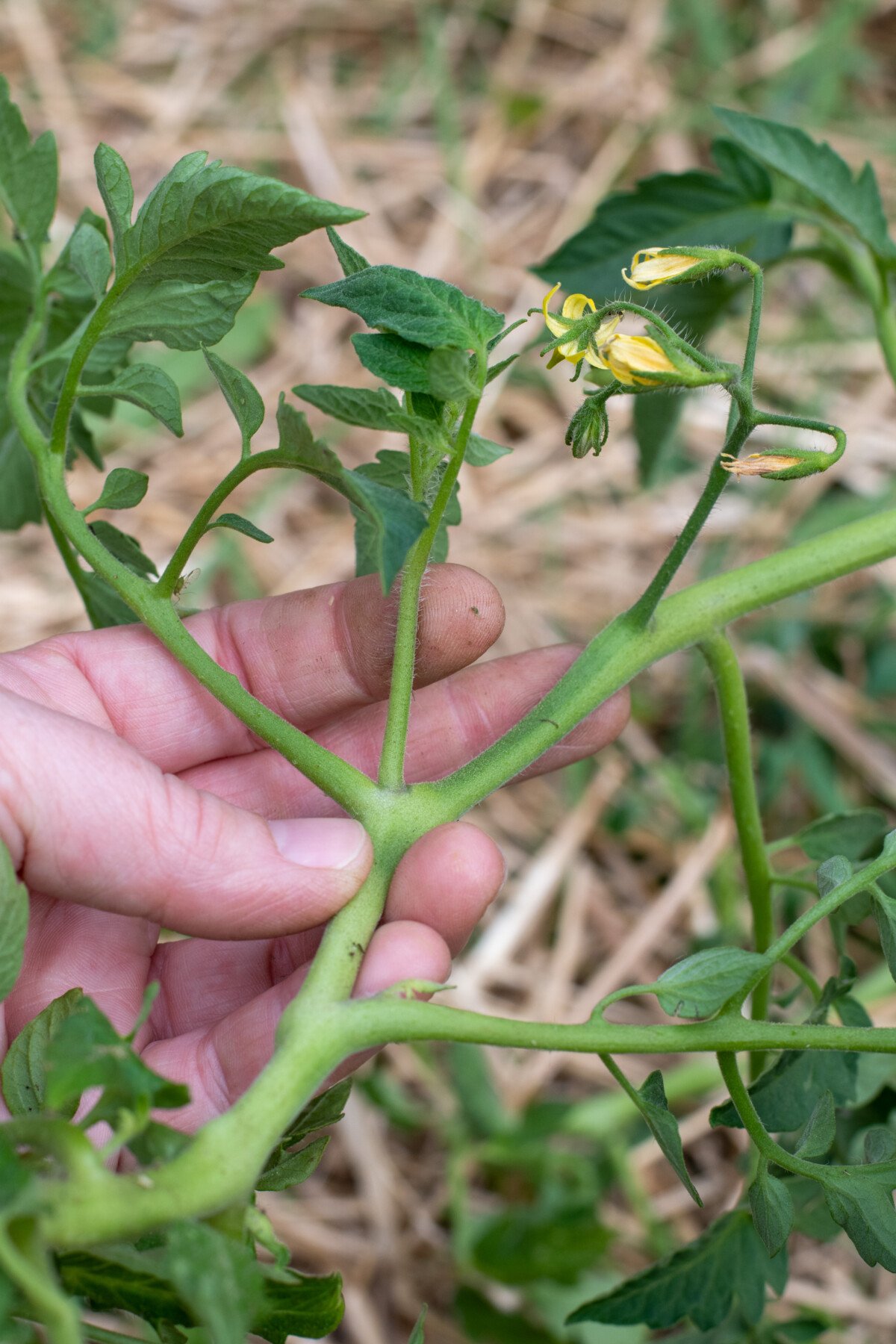 9 Practical Tips to Get More Tomatoes Per Plant