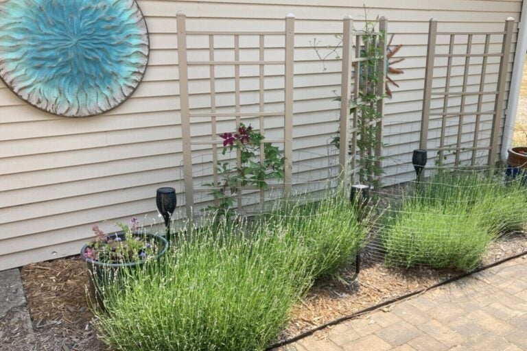 How to Plant & Grow Clematis - the Perennial Climbing Showpiece