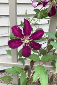 How to Plant & Grow Clematis - the Perennial Climbing Showpiece