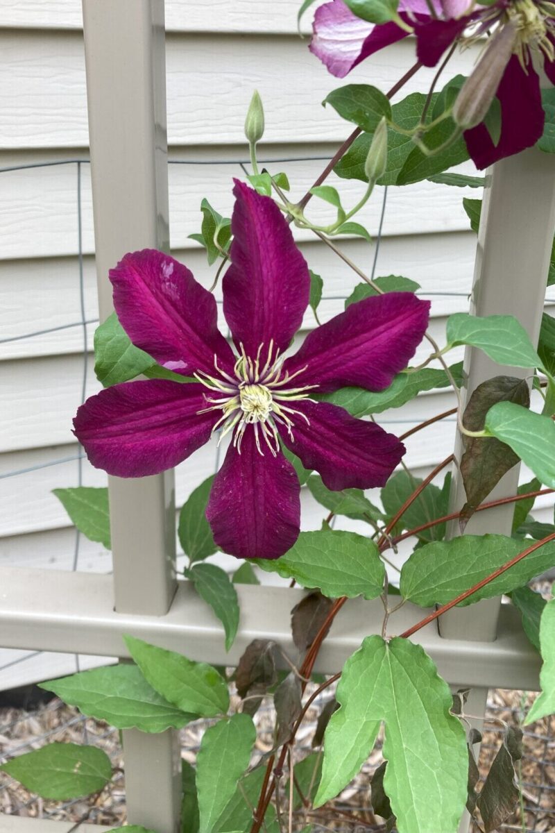 How to Plant & Grow Clematis - the Perennial Climbing Showpiece