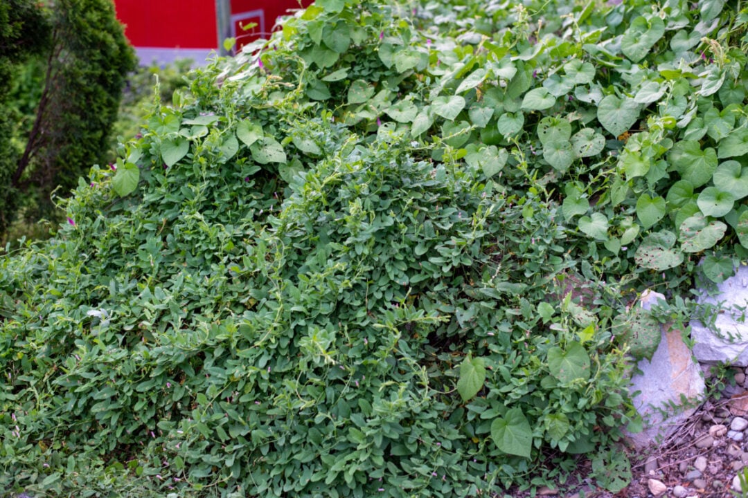 Dealing With Bindweed – The Best Approach to Eliminate It