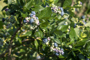 How to Store Blueberries So They Stay Plump and Juicy For Longer