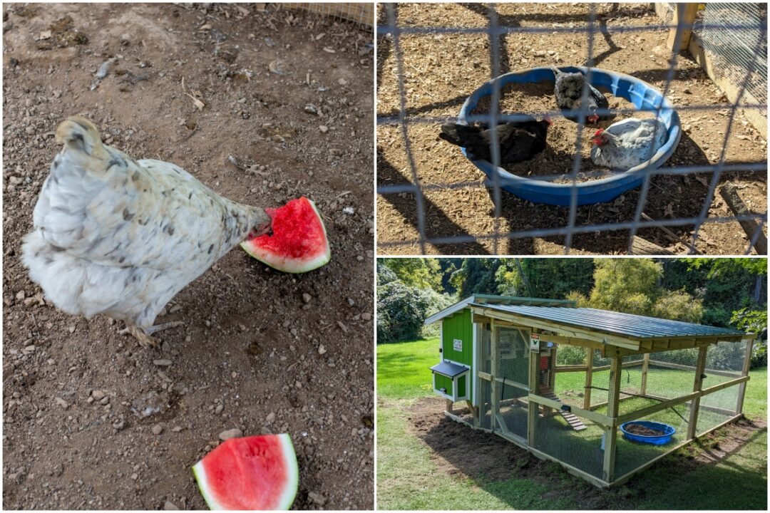 10 Ways to Keep Your Chickens Cool and Healthy in Hot Weather