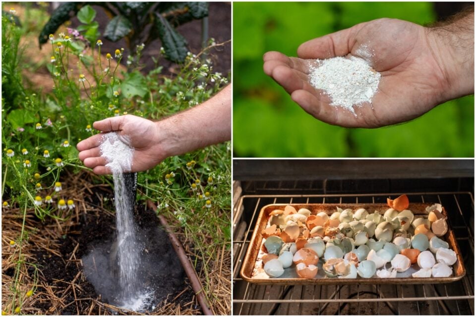 6 Eggshell Uses in the Garden + 4 Eggshell Gardening Myths