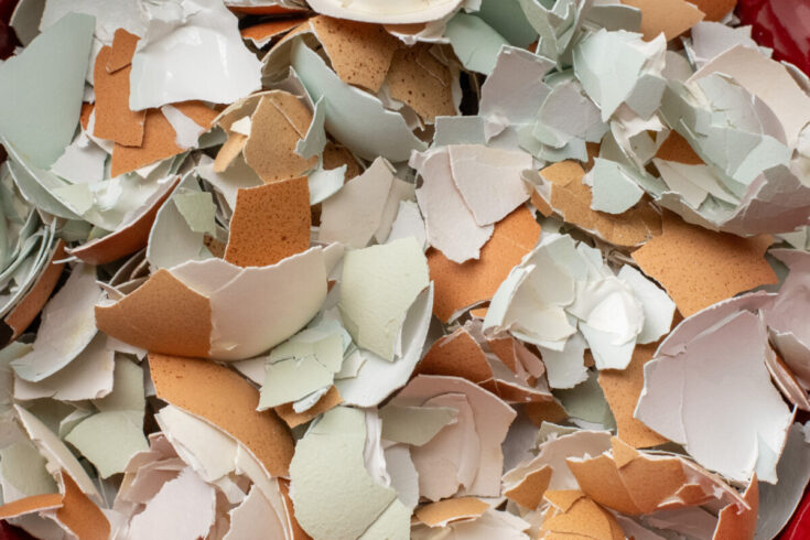 6 Eggshell Uses in the Garden + 4 Eggshell Gardening Myths