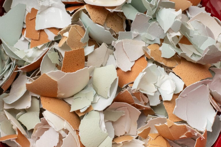 6 Eggshell Uses in the Garden + 4 Eggshell Gardening Myths