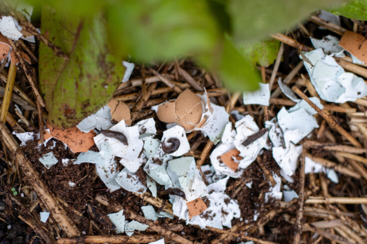 6 Eggshell Uses in the Garden + 4 Eggshell Gardening Myths