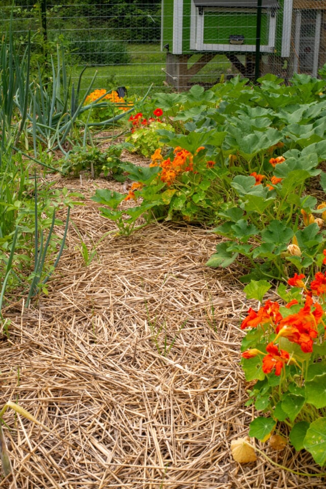 6 Eggshell Uses in the Garden + 4 Eggshell Gardening Myths