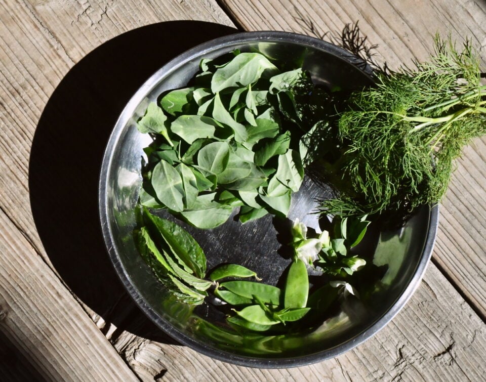 Eating Pea Leaves - 2 Garden Fresh Recipes to Try Out