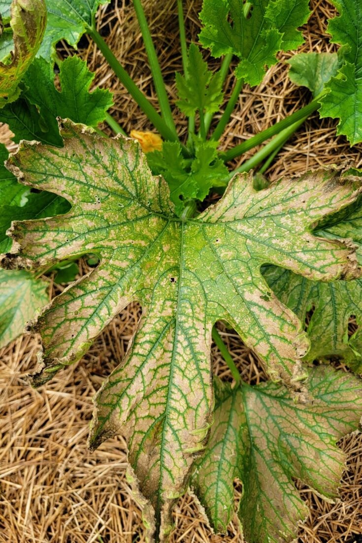 Garden Burnout - What to Do When You Don’t Want to Garden