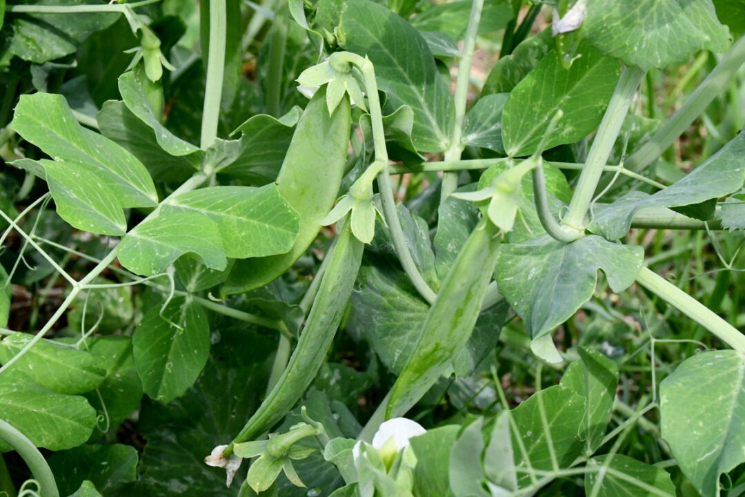 Eating Pea Leaves - 2 Garden Fresh Recipes to Try Out