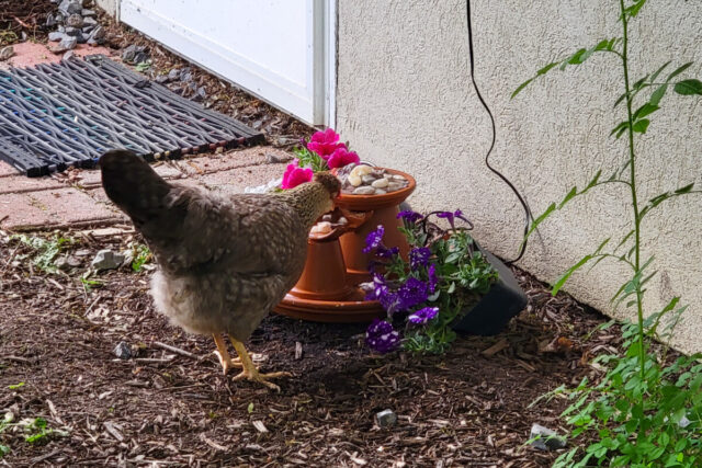 10 Ways to Keep Your Chickens Cool and Healthy in Hot Weather
