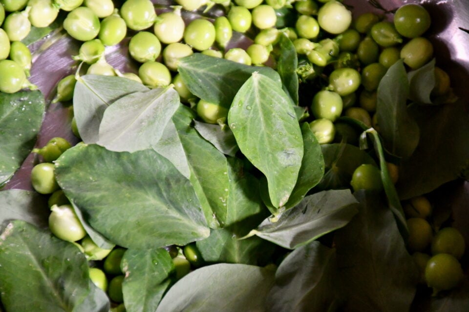 Eating Pea Leaves - 2 Garden Fresh Recipes to Try Out