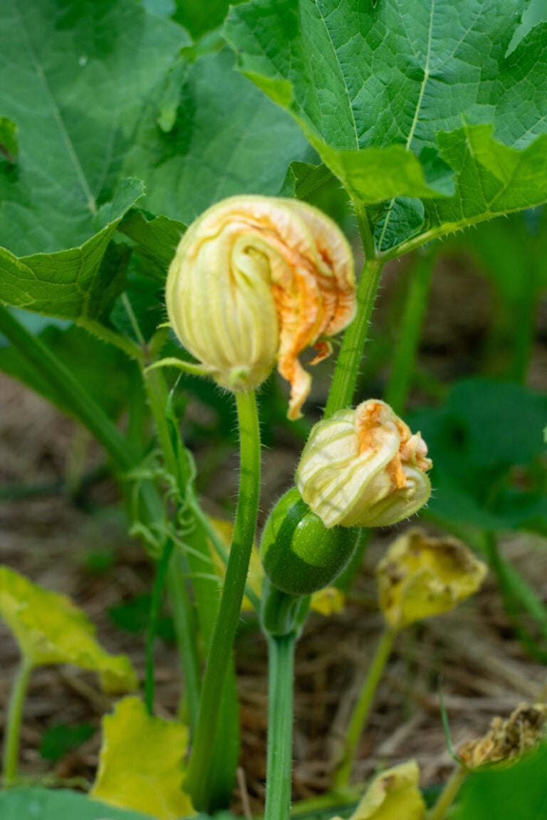 How to Prune & Pinch Pumpkins to Stop Them Taking Over Your Garden