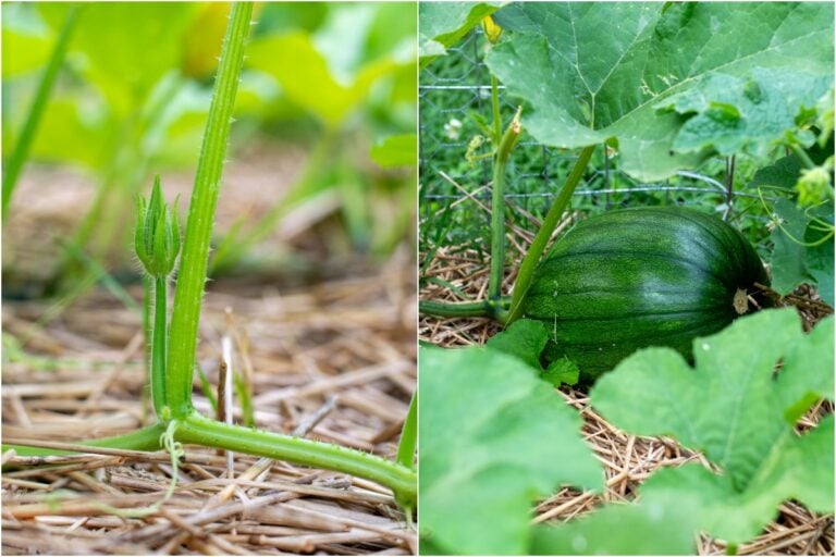 How to Prune & Pinch Pumpkins to Stop Them Taking Over Your Garden