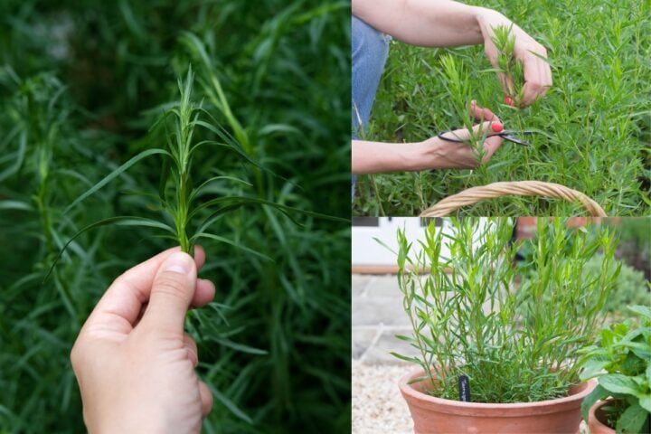 How To Grow Tarragon: Best Varieties, Care Guide & Uses