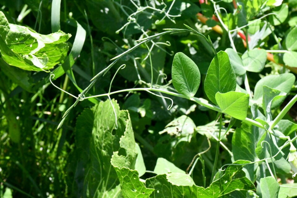 Easy DIY Pea Trellis Ideas (+ Eating Pea Tendrils & Leaves)