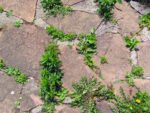 10 Ground Covers to Grow Between Patio Pavers and Stone Paths