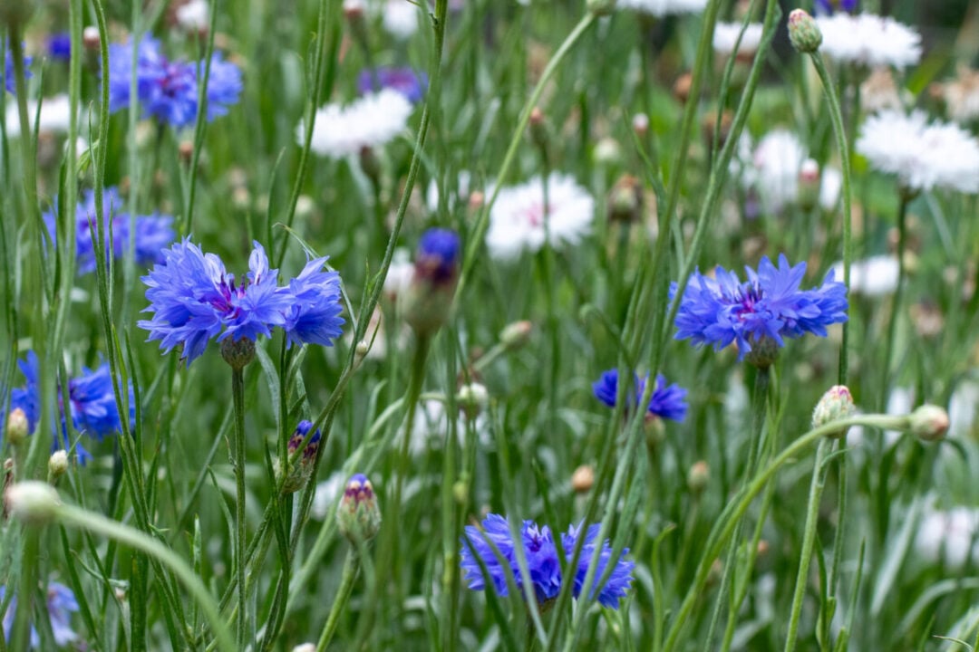 9 Reasons to Grow Bachelor Buttons & Cornflower Growing Tips