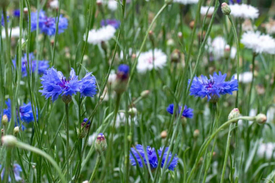 9 Reasons to Grow Bachelor Buttons & Cornflower Growing Tips