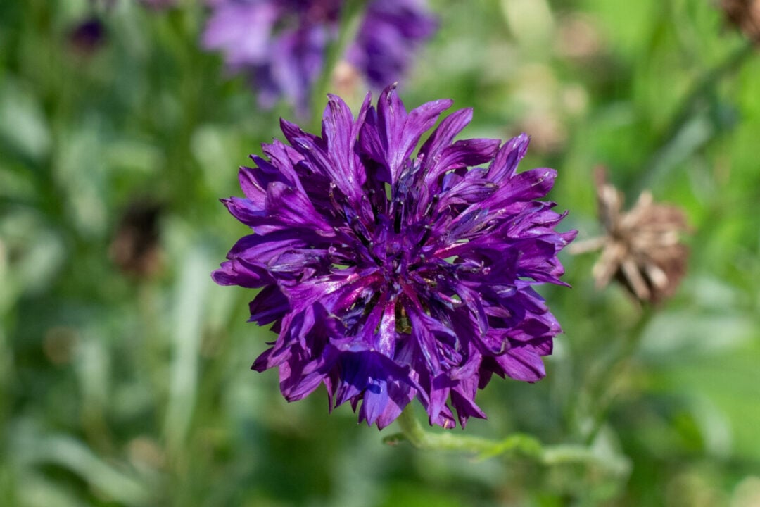9 Reasons to Grow Bachelor Buttons & Cornflower Growing Tips
