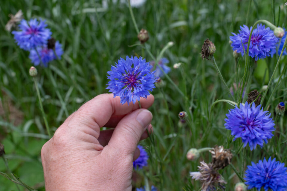 9 Reasons to Grow Bachelor Buttons & Cornflower Growing Tips