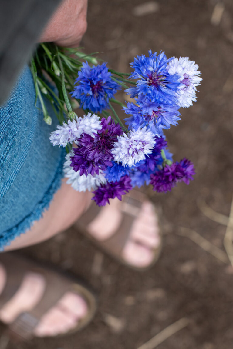 9 Reasons to Grow Bachelor Buttons & Cornflower Growing Tips