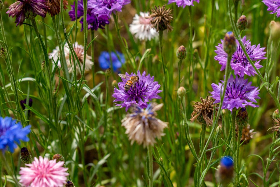 9 Reasons to Grow Bachelor Buttons & Cornflower Growing Tips