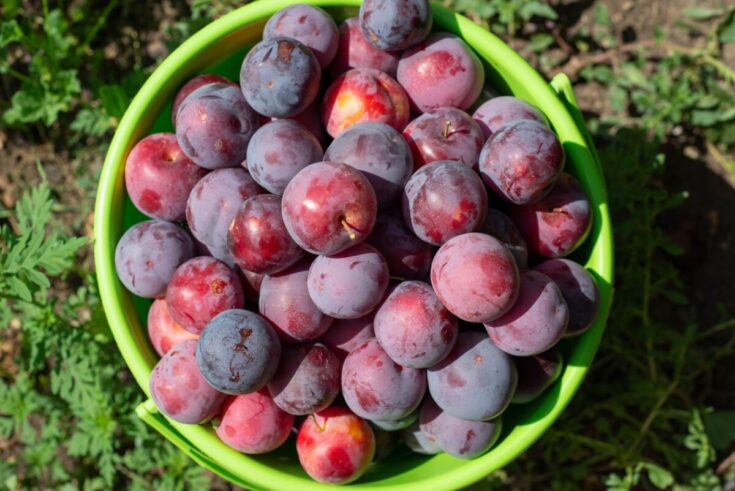 24 Things To Do With a Glut of Plums