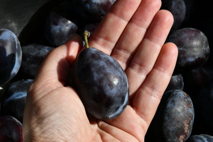 Easy Spiced Pickled Plums