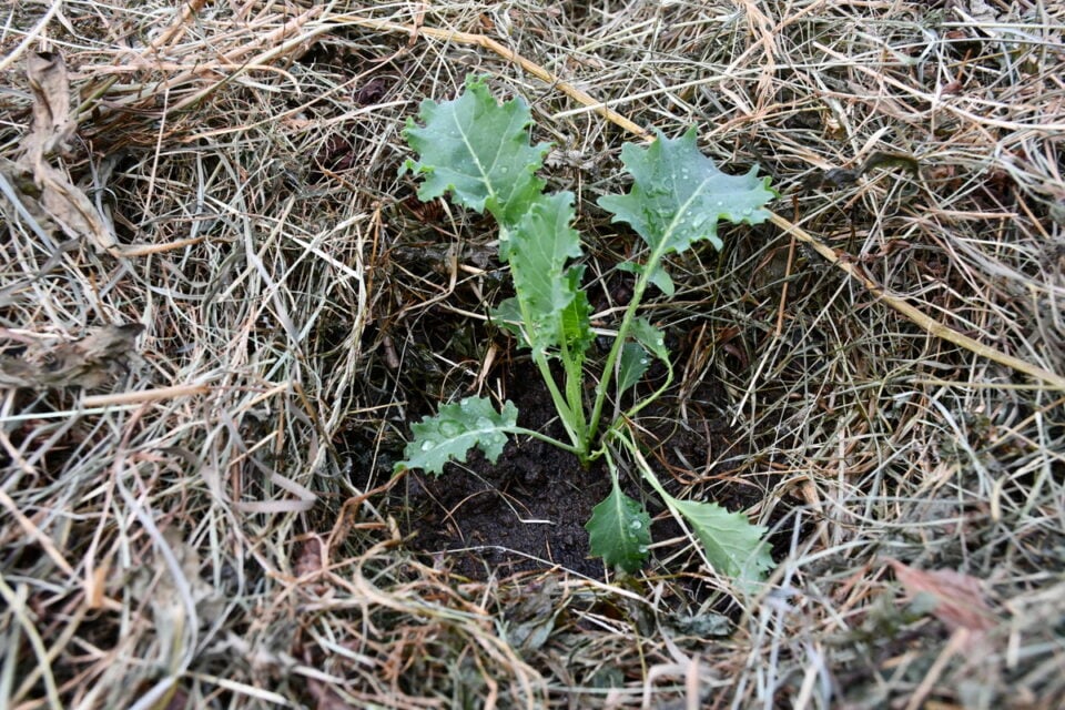 How To Save Kale Seeds + Don't Forget to Eat Those Pods