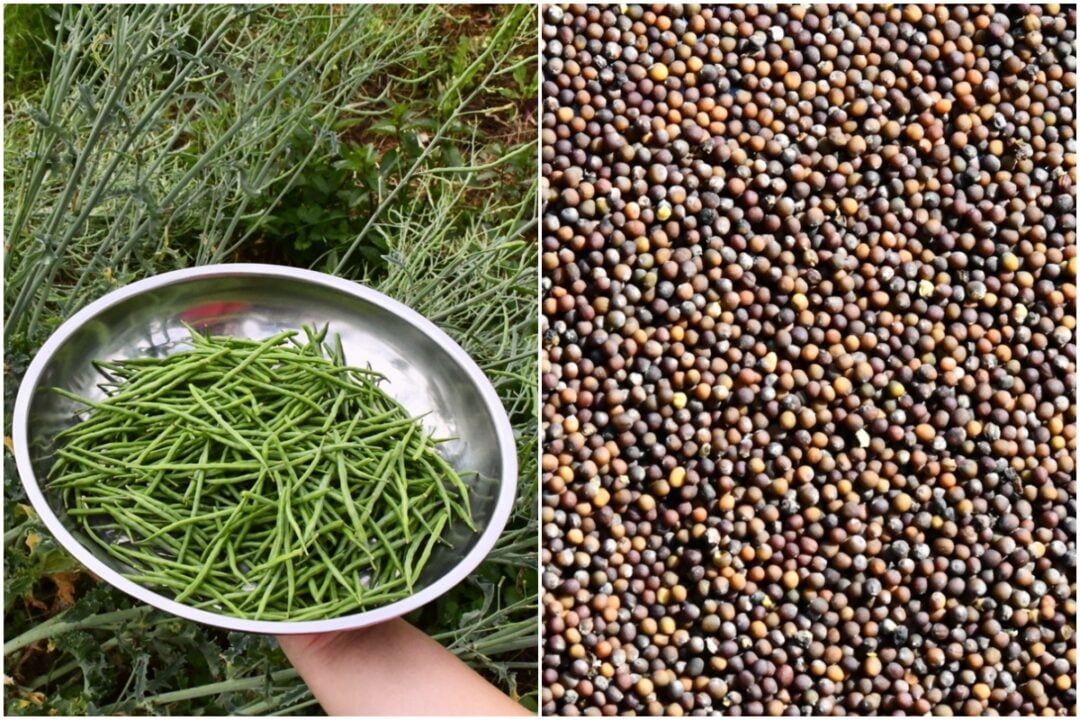 How To Save Kale Seeds + Don't Forget to Eat Those Pods
