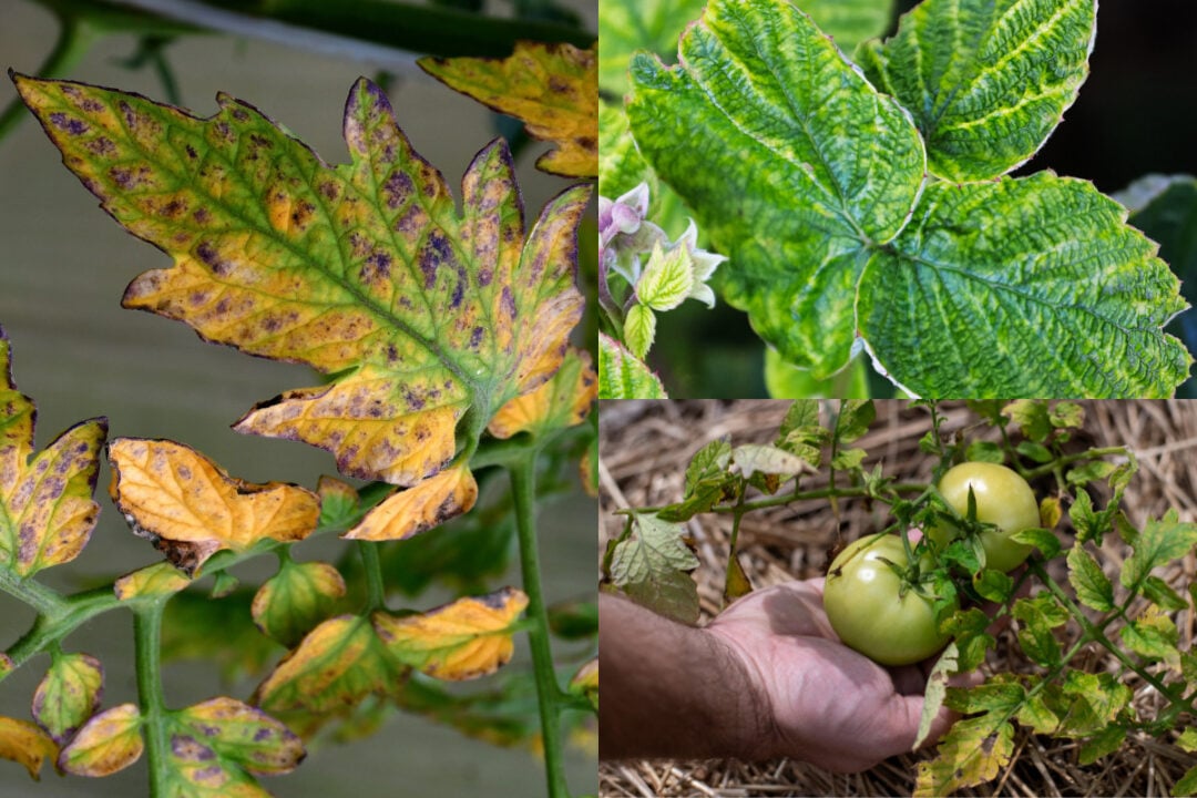 Identifying Common Soil Nutrient Deficiencies & Fixing Them