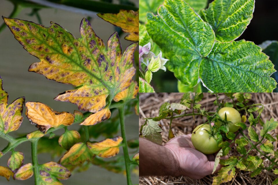 Identifying Common Soil Nutrient Deficiencies & Fixing Them