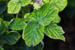 Identifying Common Soil Nutrient Deficiencies & Fixing Them