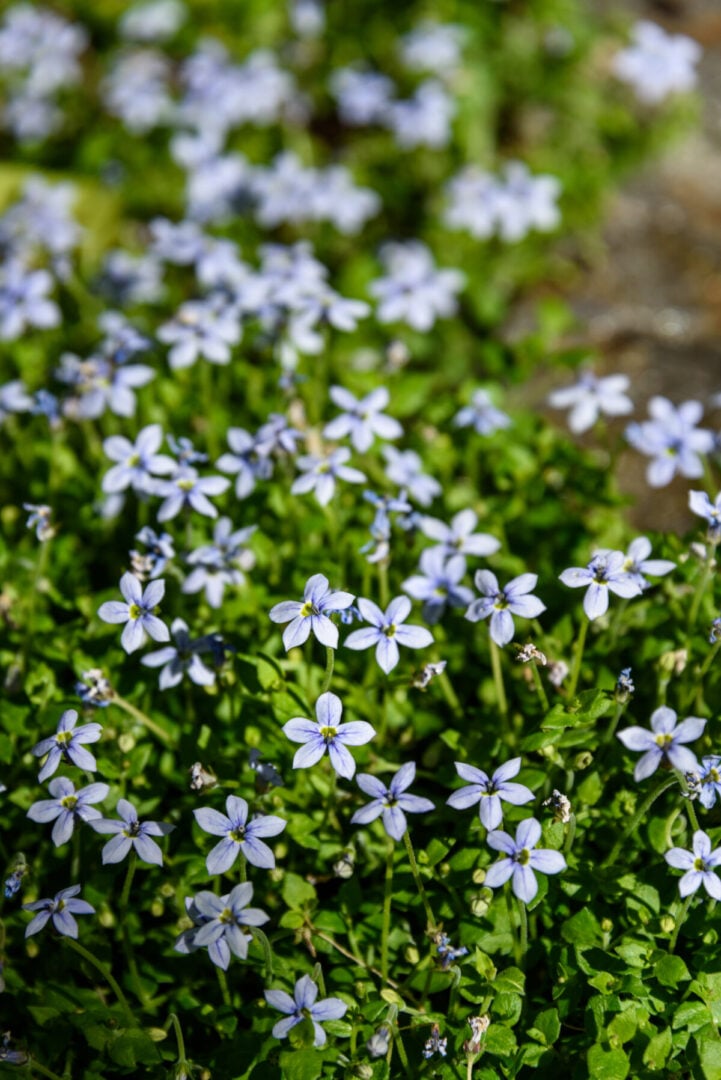 10 Ground Covers to Grow Between Patio Pavers and Stone Paths