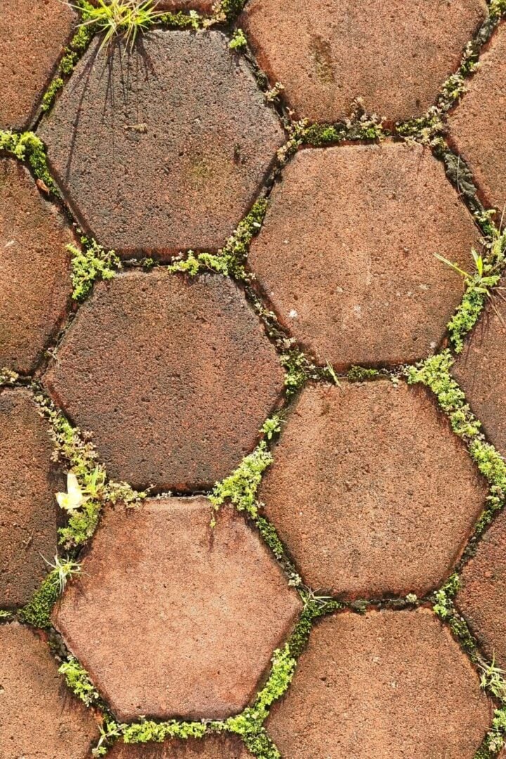 10 Ground Covers to Grow Between Patio Pavers and Stone Paths