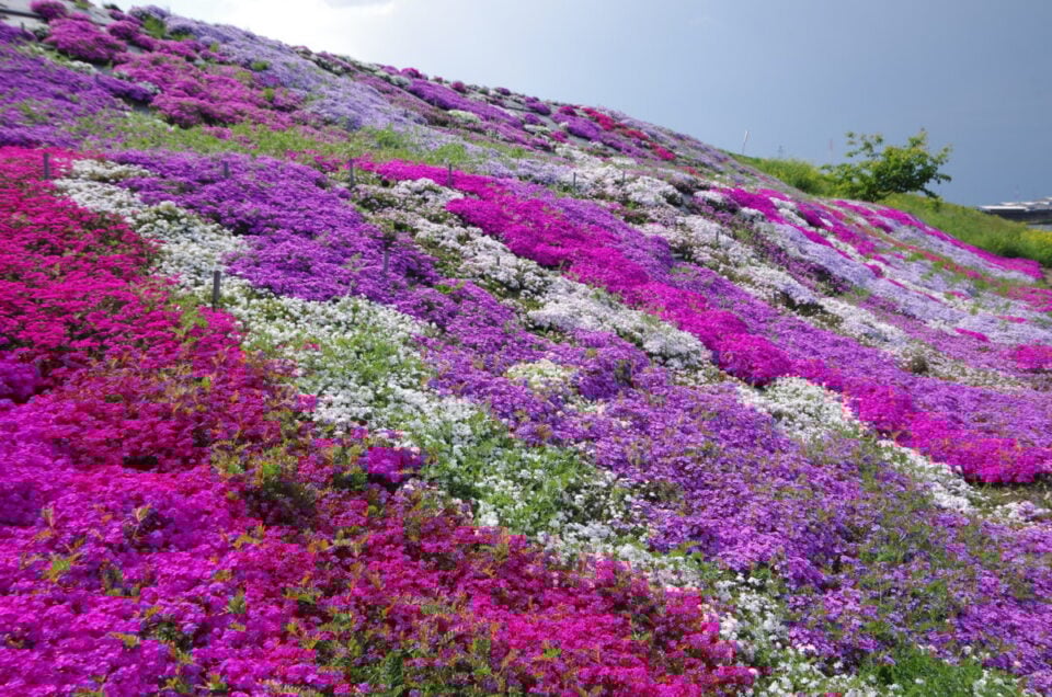 10 Ground Covers to Grow Between Patio Pavers and Stone Paths