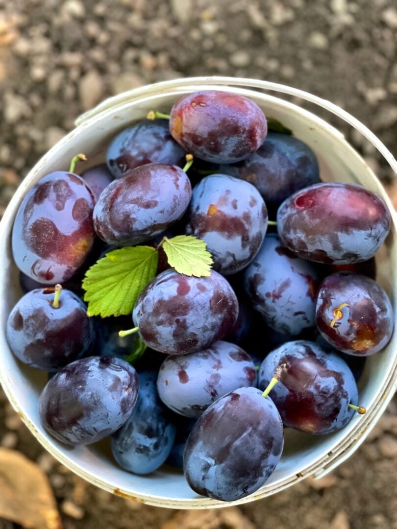 24 Things To Do With a Glut of Plums