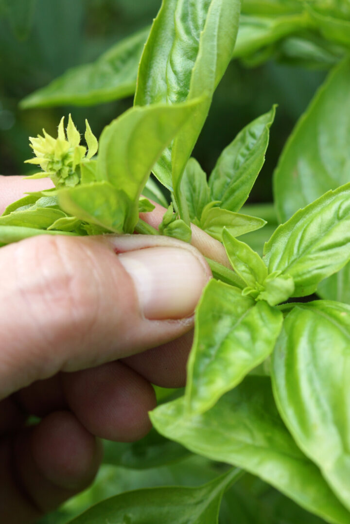 6 Vegetables You Need to Prune in the Summer for Big Yields