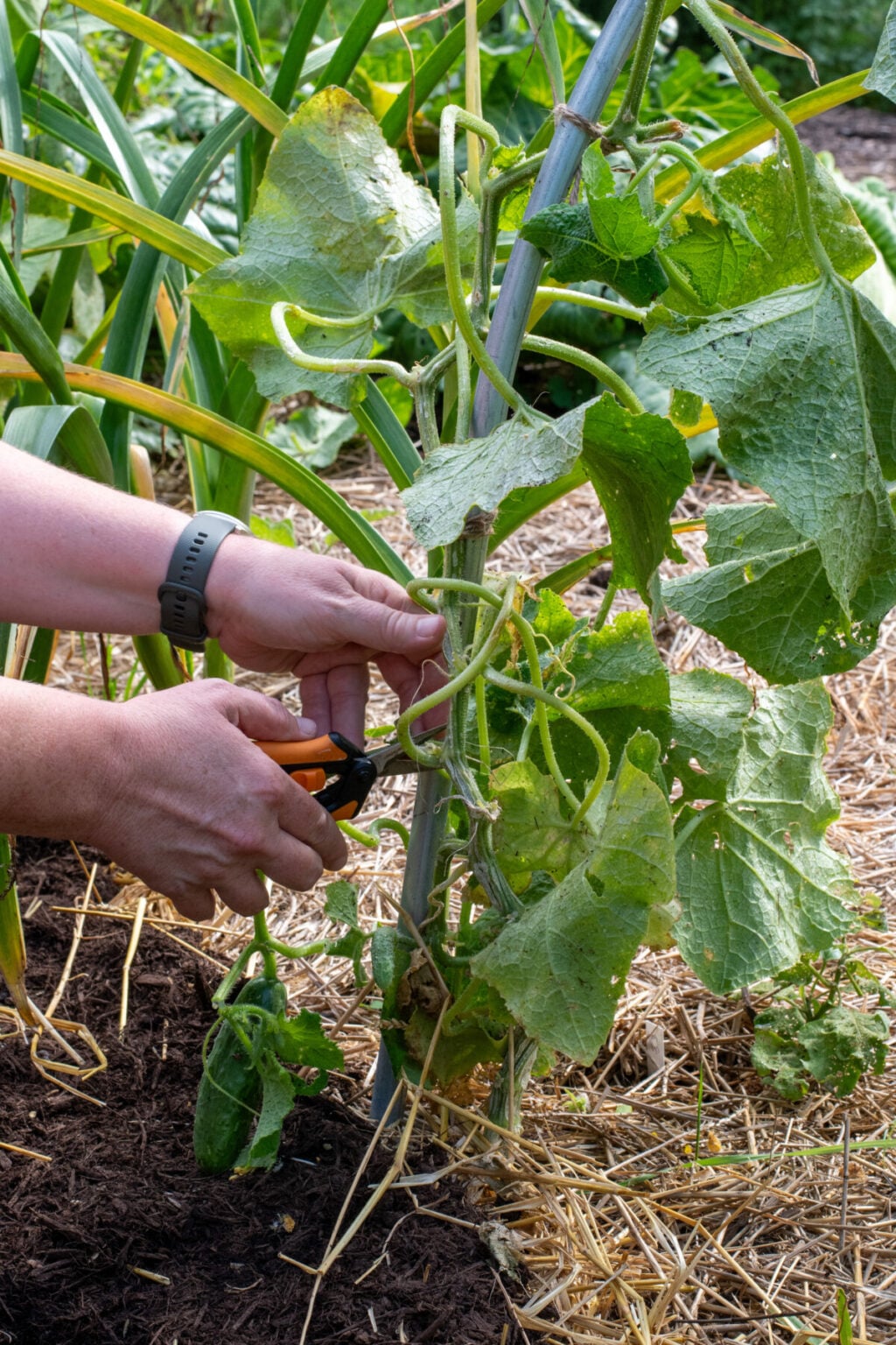 How to Prune Cucumbers & When You Should & Shouldn't Do It