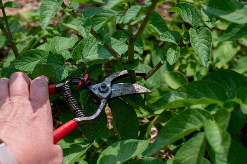 End of Season Potato Pruning – Your Secret Harvest Trick