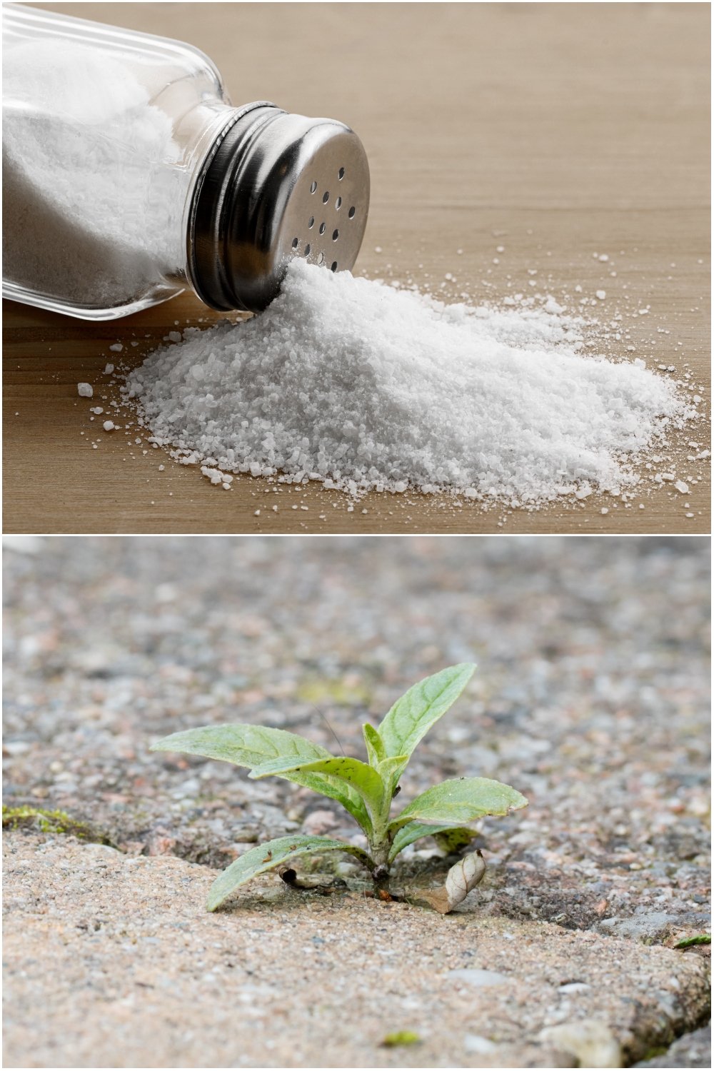 Using Salt As Weed Killer & What You Really Need To Know