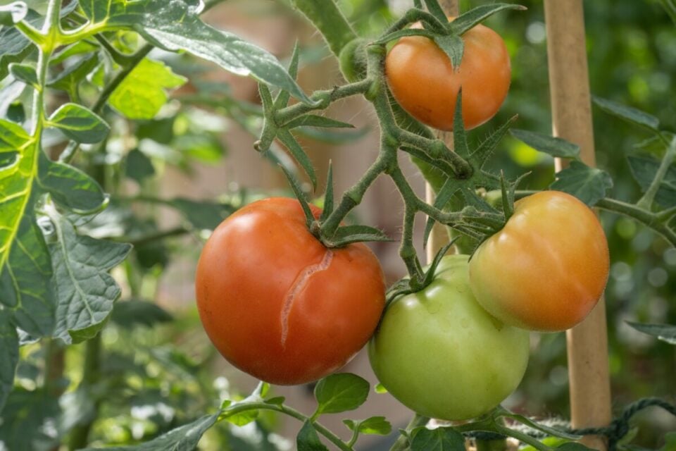 My Tomatoes Are Splitting – Why it Happens & How to Prevent It