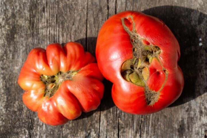 My Tomatoes Are Splitting – Why it Happens & How to Prevent It